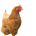 SBA – Specialised Breeders Australia